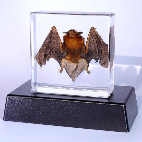 Other | Light Up Taxidermy Batreal Bat Specimens Animal Specimen In ...